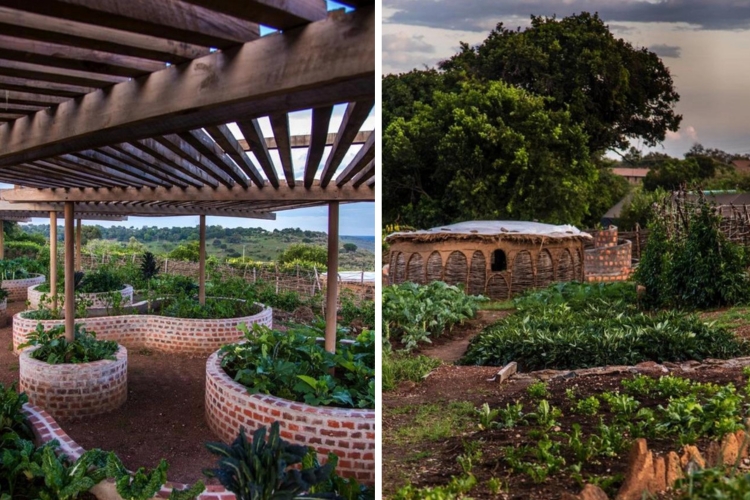 Angama Mara’s Shamba: A Sustainable Organic Garden in the Maasai Mara