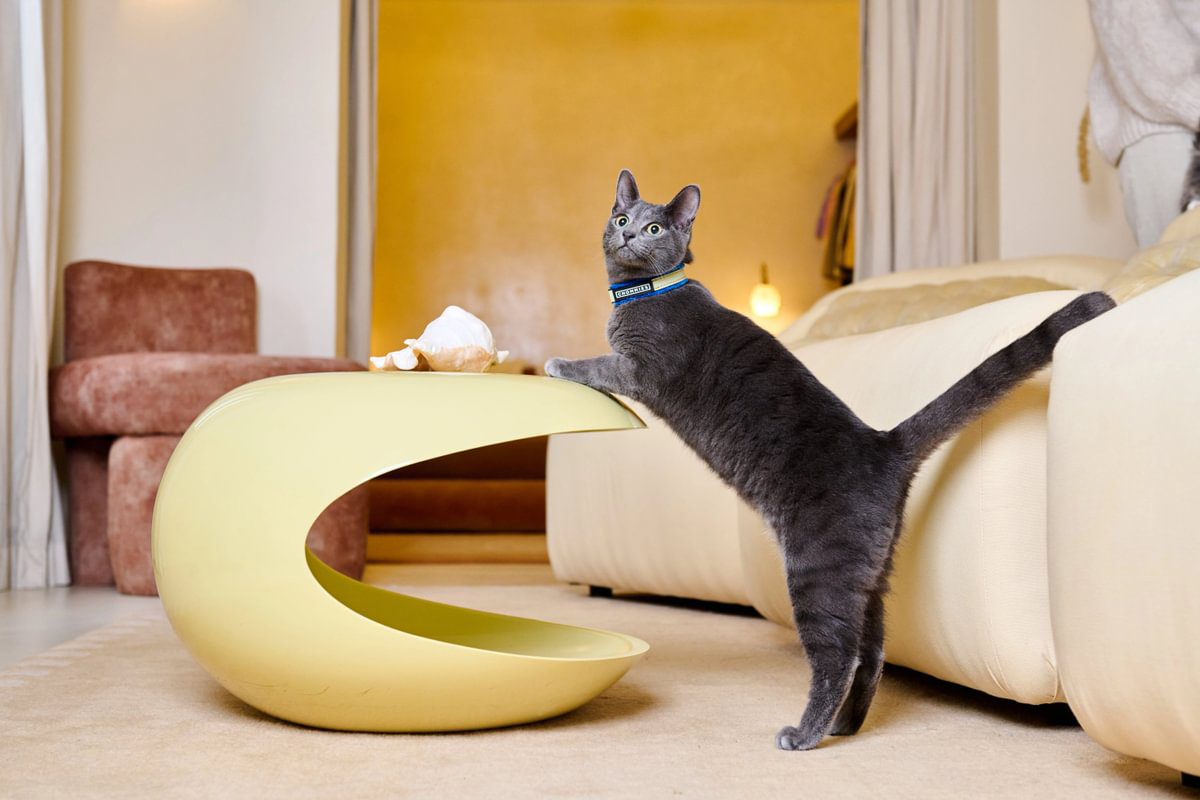 Feline-First: Chommies Launches its Mother City Cat Collection